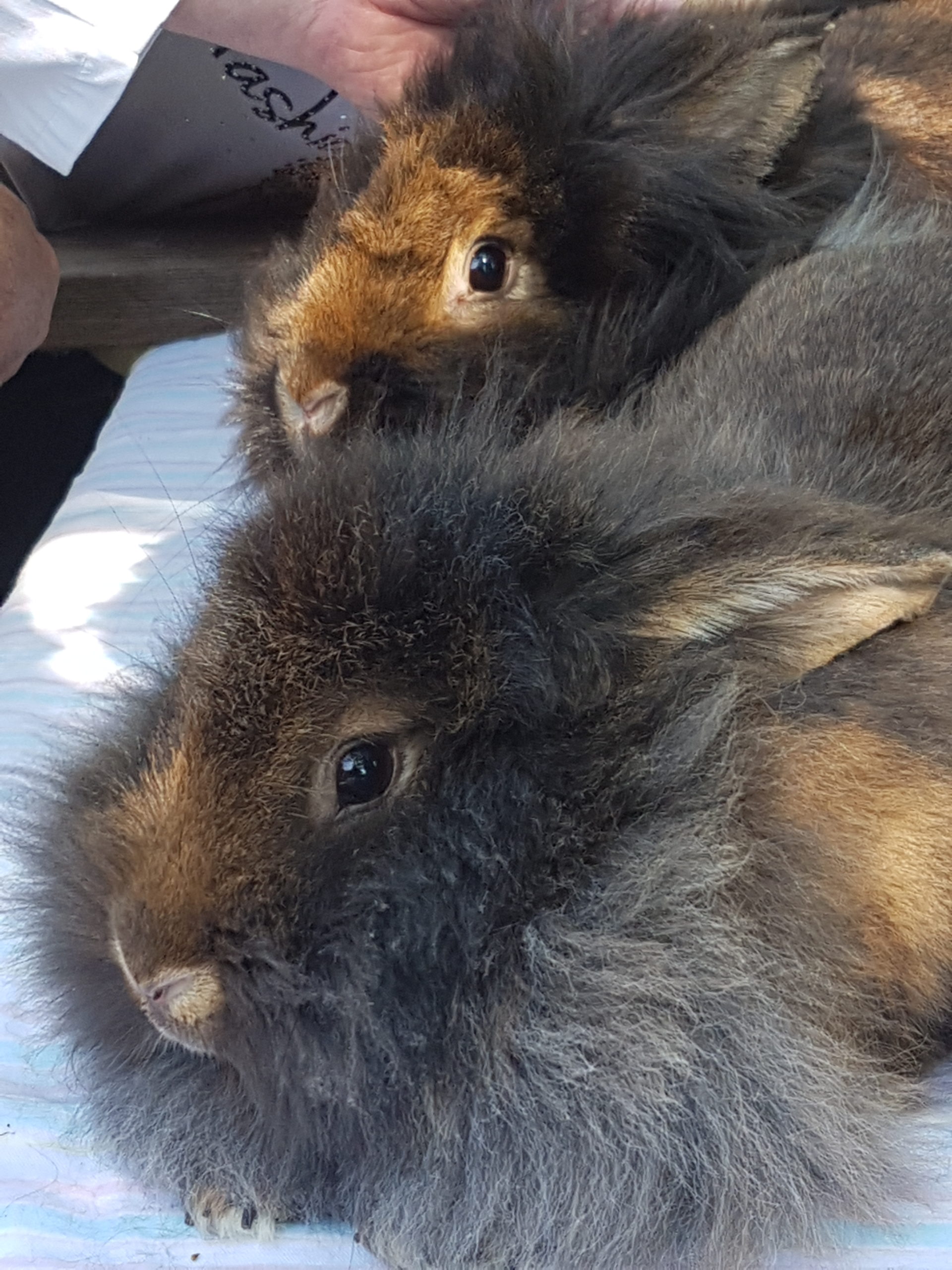 Anastasia Tochter der Taiga, Band I – Baumeisterin für Lebens(t)räume